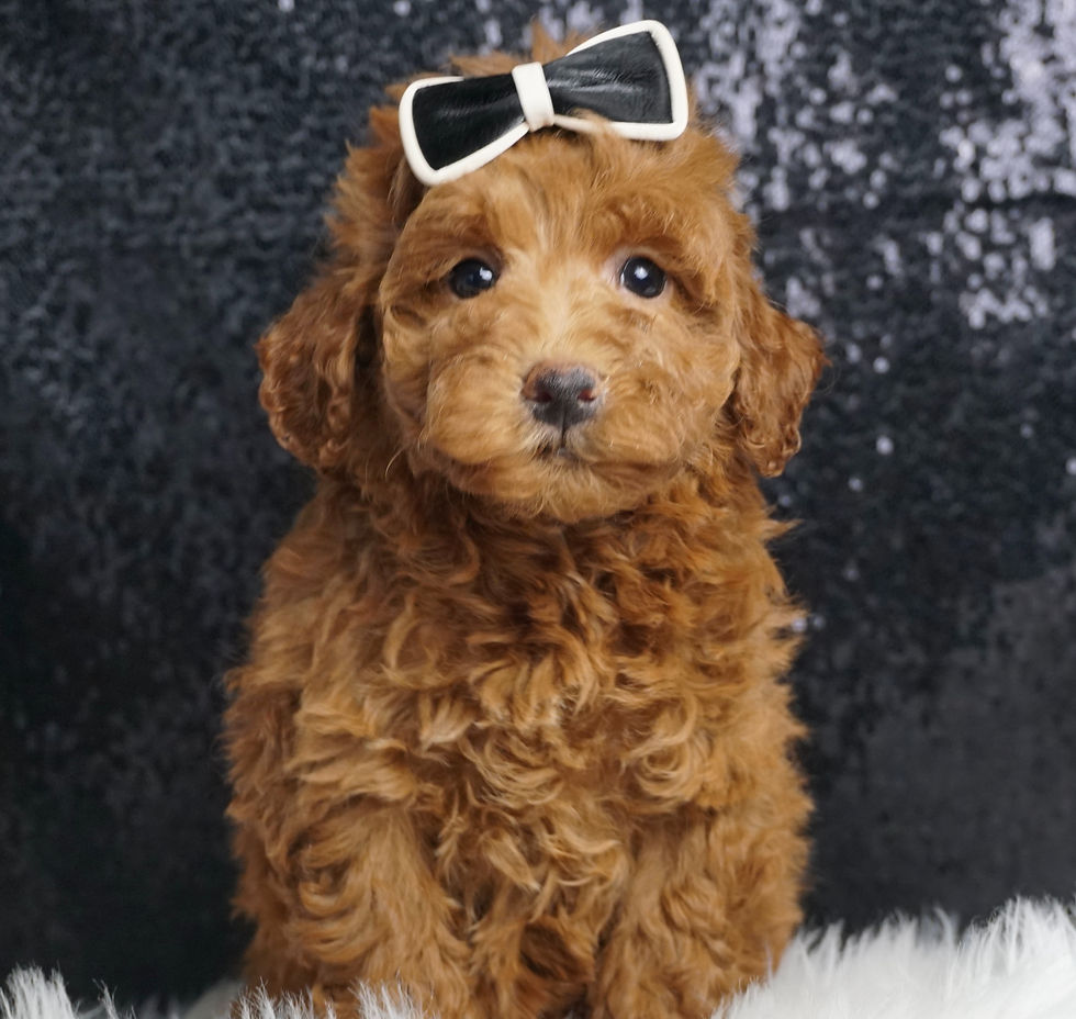 Miniature Goldendoodle | Posh Puppies Indiana