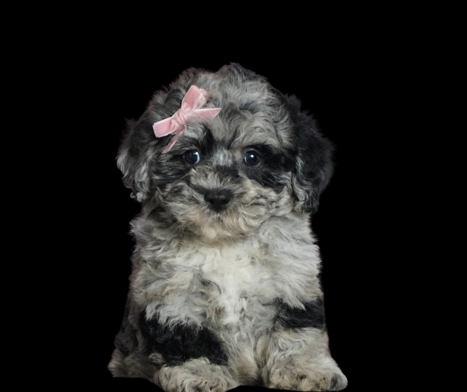 Meet Our Puppies | Posh Puppies Indiana