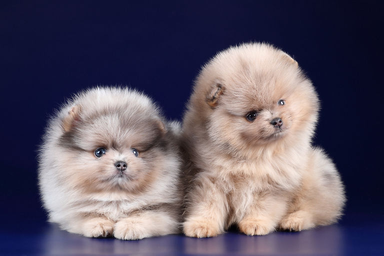 Posh Puppies Indiana | Puppies for Sale | Indiana Puppy Breeder