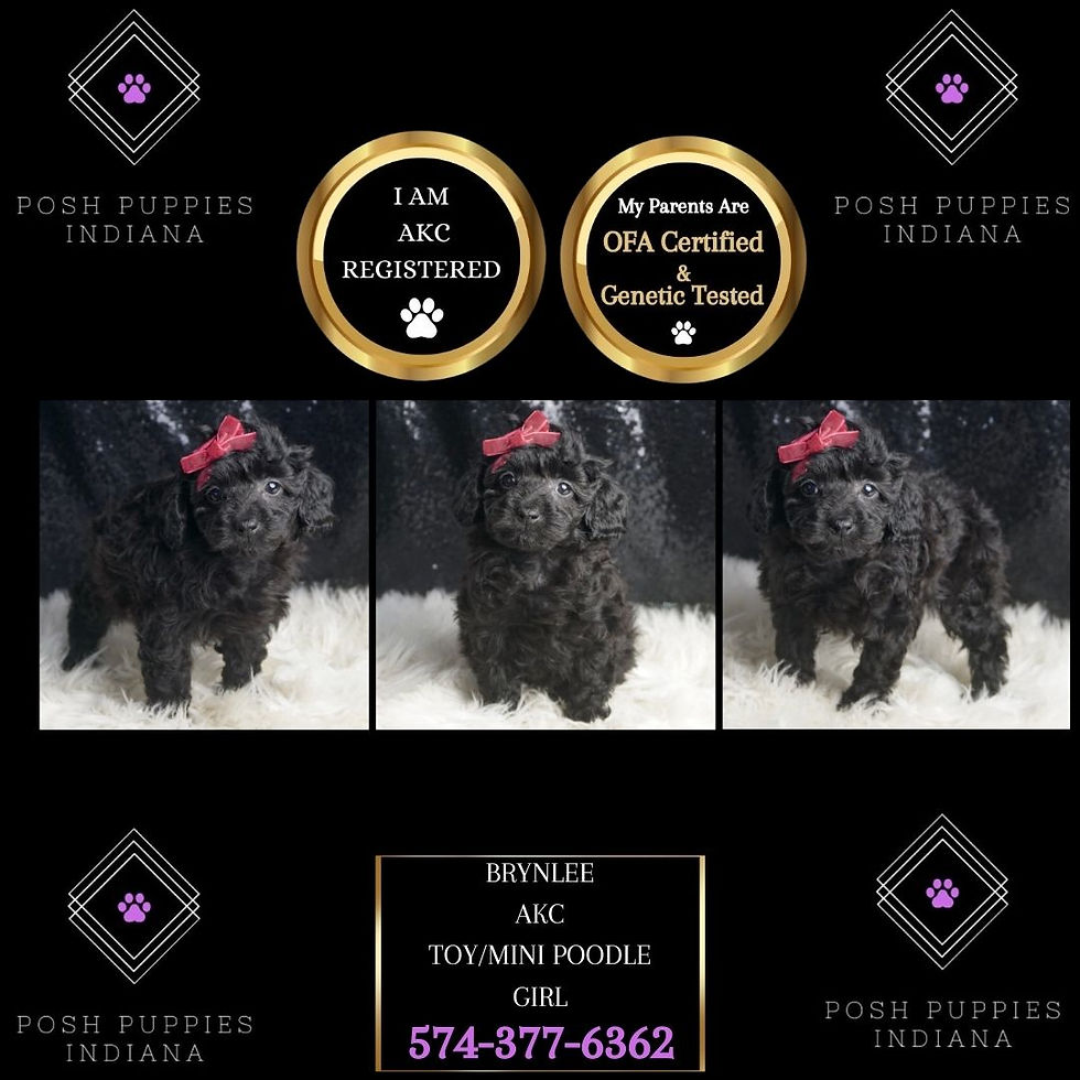 Toy & Miniature Poodle | Posh Puppies Indiana