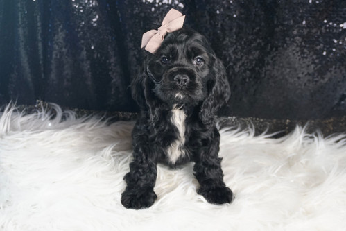 Coal🩵 AKC Cocker Spaniel | Posh Puppies Indiana