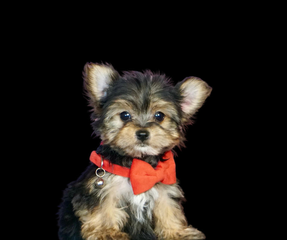 Meet Our Puppies | Posh Puppies Indiana