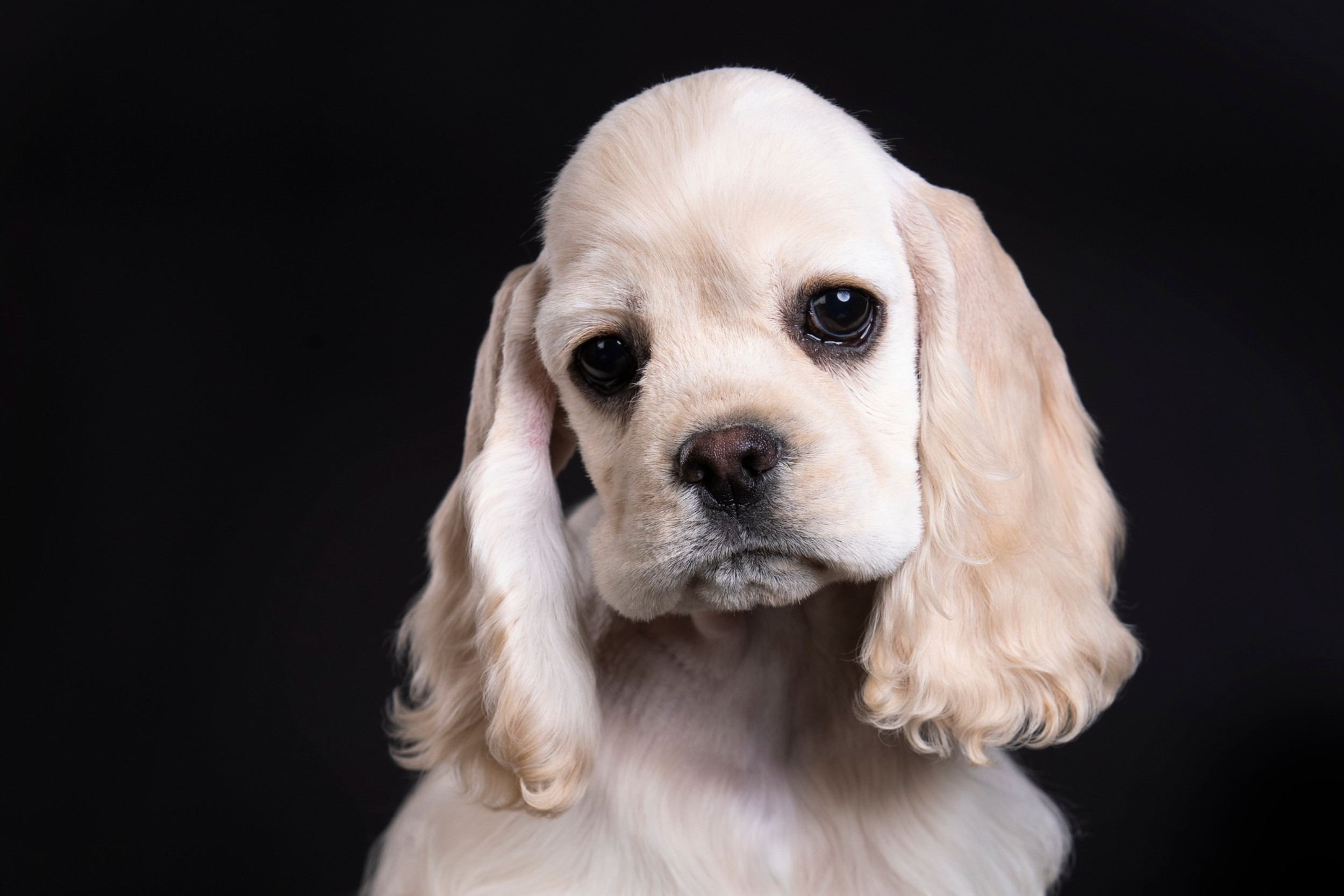 Cocker Spaniel | Posh Puppies Indiana