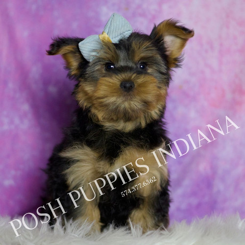 Buttons 💙 Yorkie - Boy | Posh Puppies Indiana