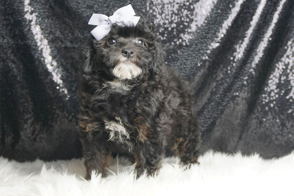 Toy & Miniature Poodle | Posh Puppies Indiana