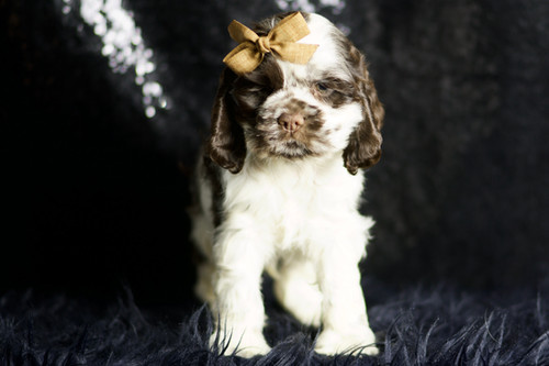 Applejack 🩵 AKC Cocker Spaniel- Boy | Posh Puppies Indiana