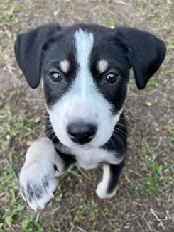 HOME | Saskatoon Dog Rescue