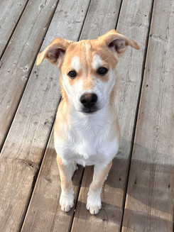 HOME | Saskatoon Dog Rescue