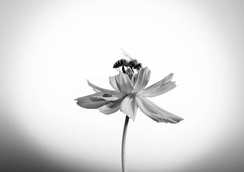 KOMANDA | Acu veselības centrs