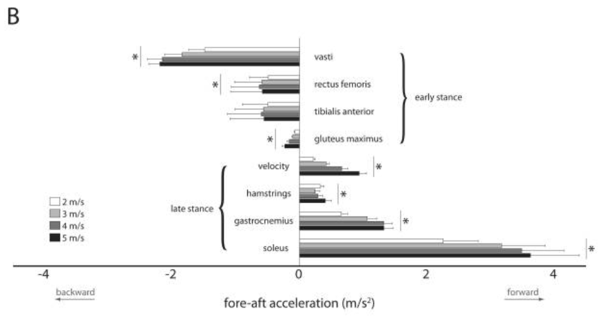 Proximal Hamstring Tendinopathy in Runners