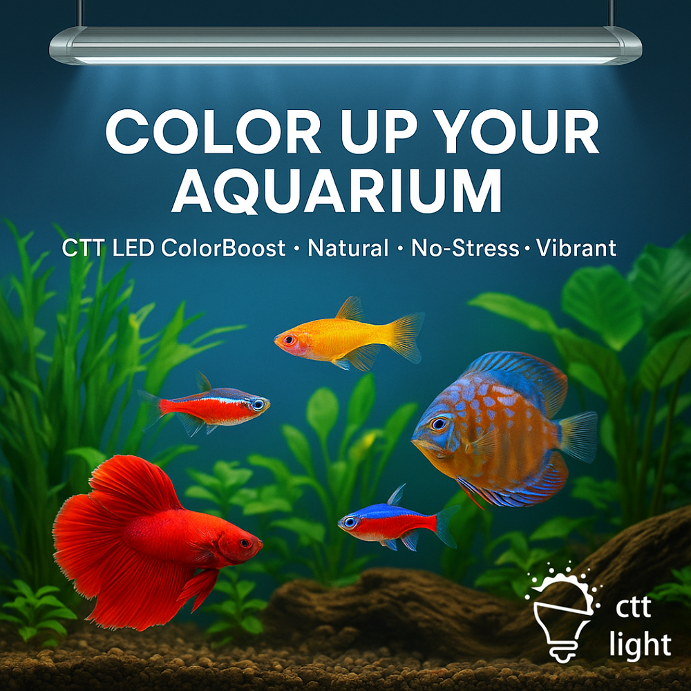 Color Up Your Aquarium: How CTT LED Lights Enhance Fish Colors Naturally