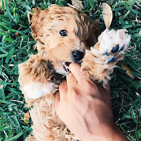 Home | Adventure Doodles