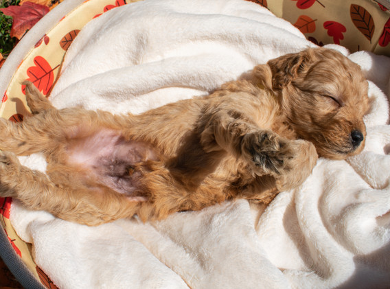 Available Puppies | Adventure Doodles