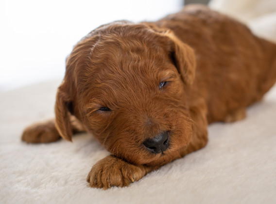 Available Puppies | Adventure Doodles