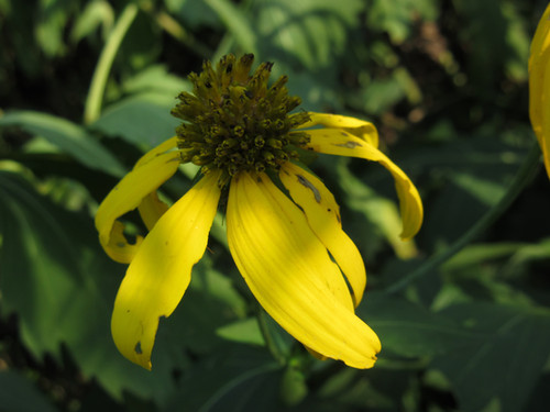 Cut-leaf Coneflower | Local Native Plants
