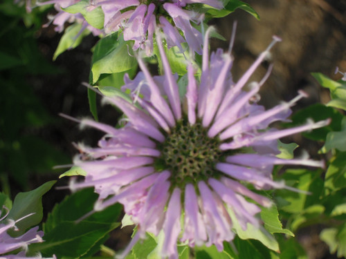 Wild Bergamot | Local Native Plants