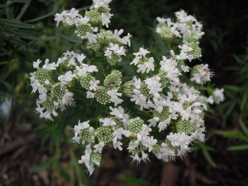 Common Mountain Mint | Local Native Plants