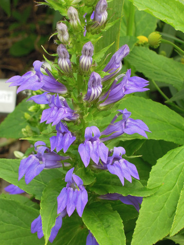 Great Blue Lobelia | Local Native Plants
