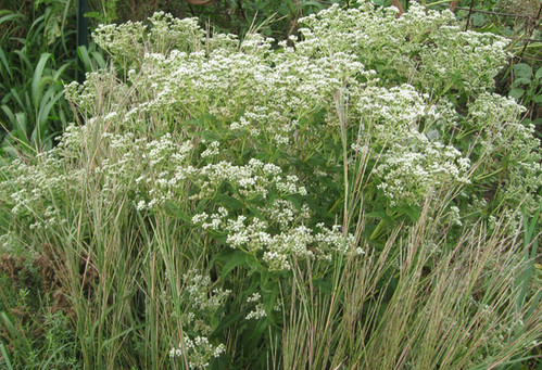 Common Boneset | Local Native Plants