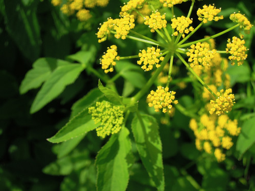 Golden Alexanders | Local Native Plants