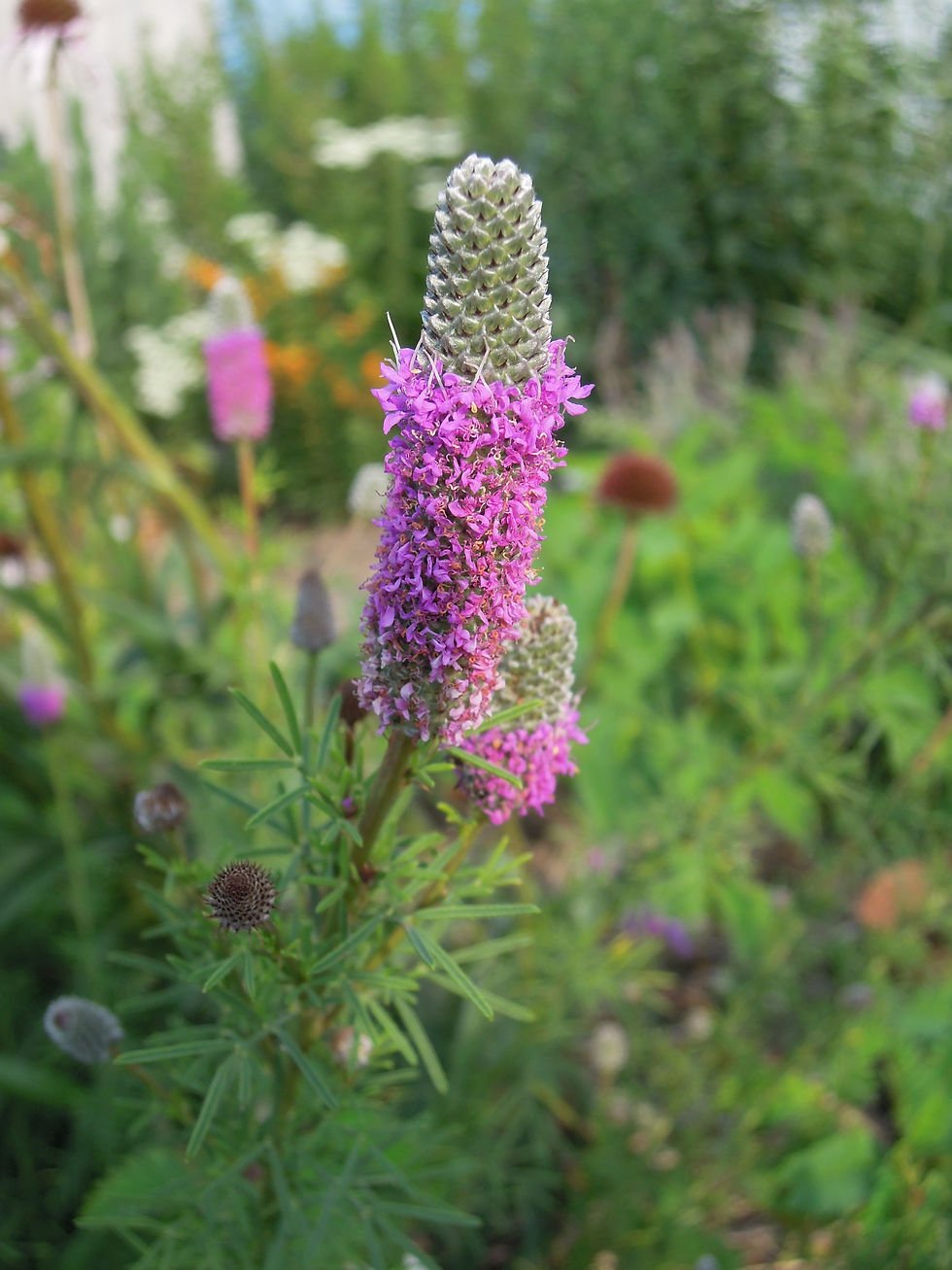 Purple Prairie Clover | Local Native Plants
