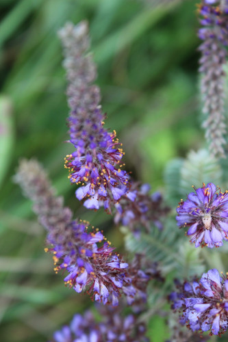 Lead Plant | Local Native Plants