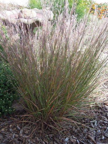 Little Bluestem | Local Native Plants