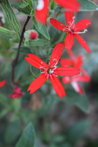 Royal Catchfly | Local Native Plants