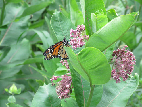 Common Milkweed | Local Native Plants