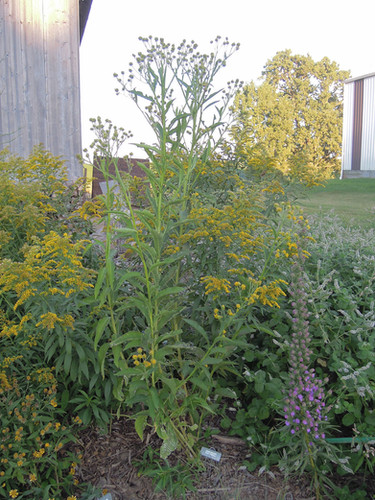 Wingstem | Local Native Plants