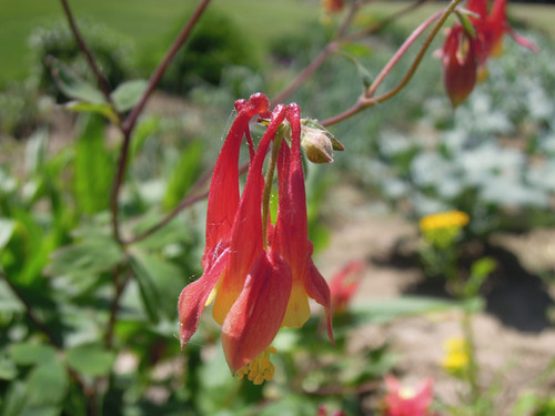 Wild Columbine | Local Native Plants