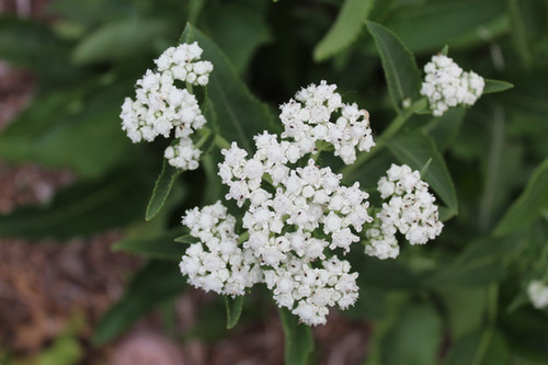 Wild Quinine | Local Native Plants