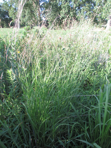 Switch Grass | Local Native Plants