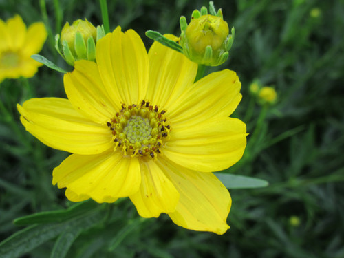 Prairie Coreopsis | Local Native Plants