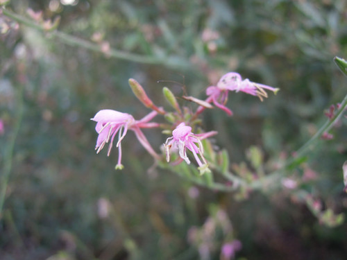 Gaura | Local Native Plants