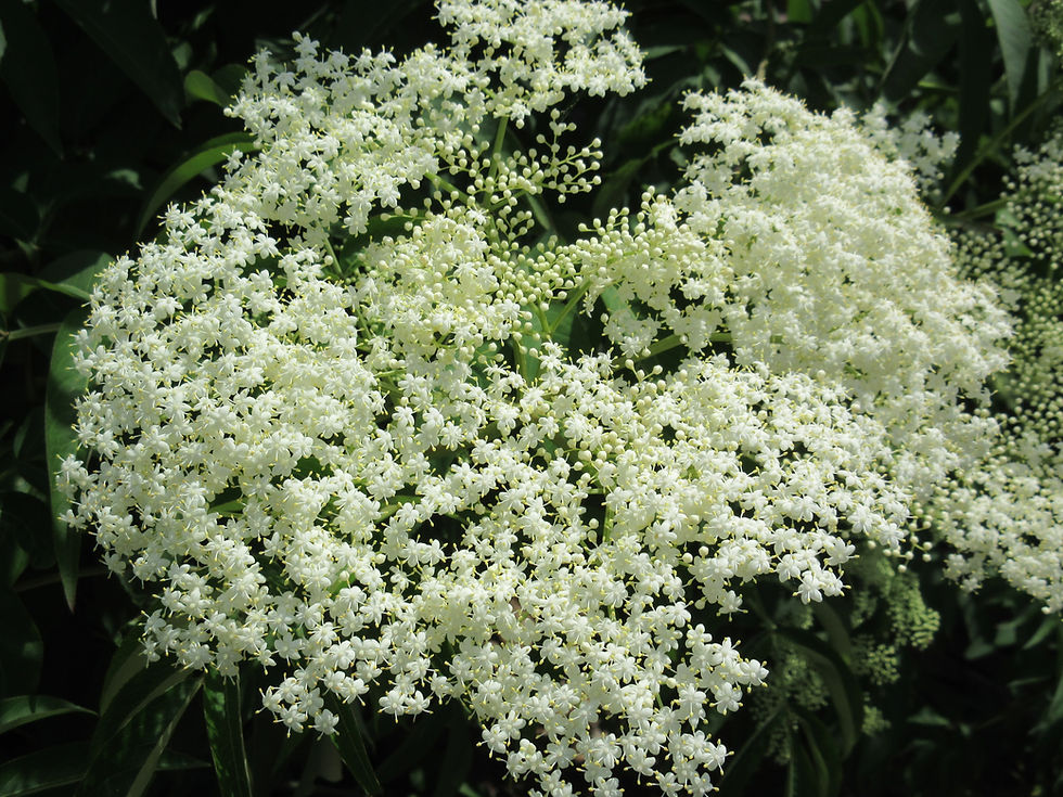 Common Elderberry | Local Native Plants