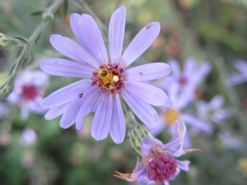 Short's Aster | Local Native Plants
