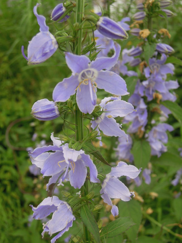 American Bellflower | Local Native Plants