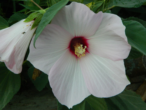Rose Mallow | Local Native Plants