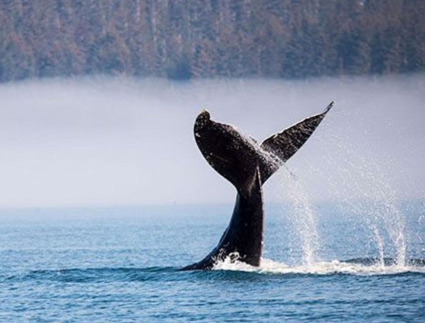 Whale Watching Oregon Coast Style!