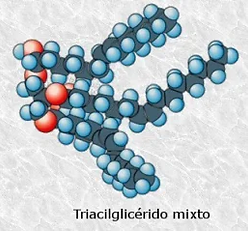 Triagliceroles | Unidad didáctica