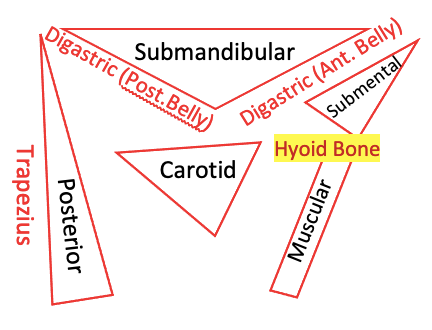 Anatomy Overview- Muscles of the neck, prevertebral & back (Netter's ...