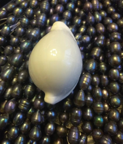 Large white pule'oto shell | Tiare 'O Patitifa