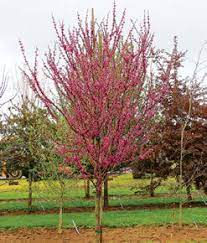NORTHERN HERALD REDBUD | Conifer Corner