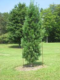 BENNETS FASTIGIATE WHITE PINE | Conifer Corner