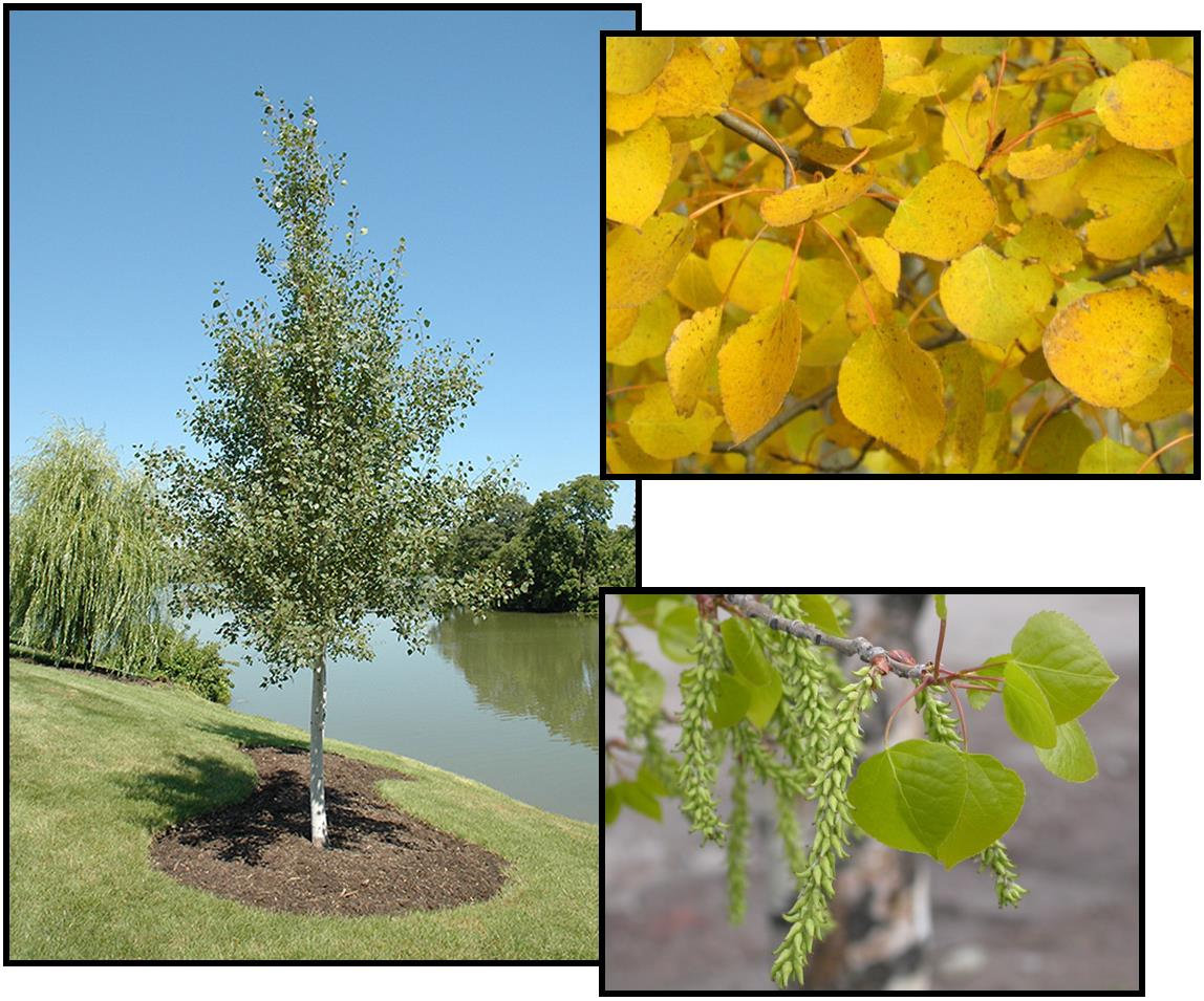 PRAIRIE GOLD ASPEN | Conifer Corner