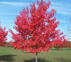 AUTUMN FEST MAPLE | Conifer Corner