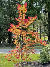 FLAME THROWER REDBUD | Conifer Corner