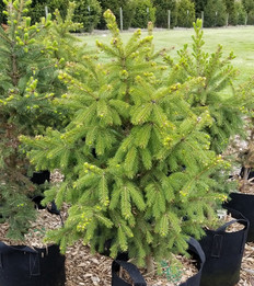 Gallery | Conifer Corner | Anamosa