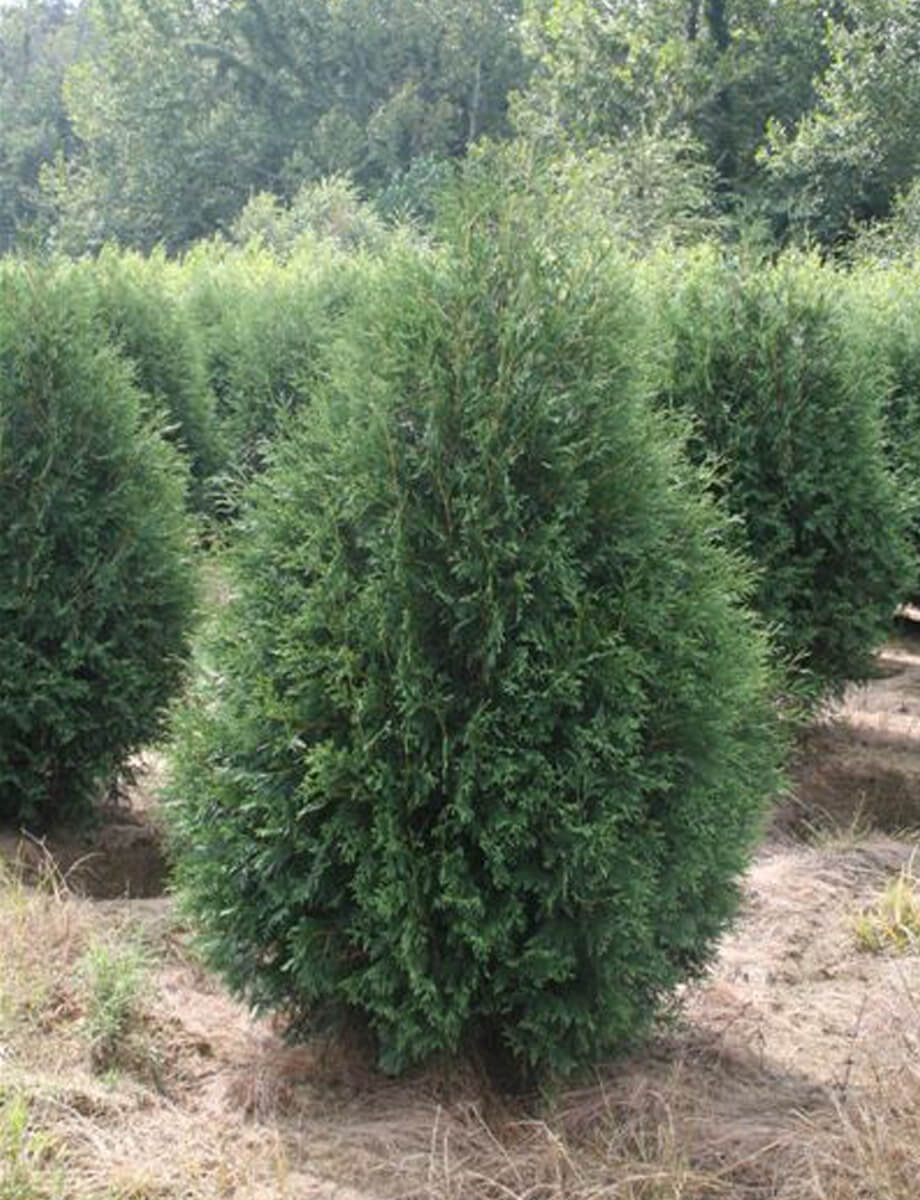 TECHNY ARBORVITAE | Conifer Corner